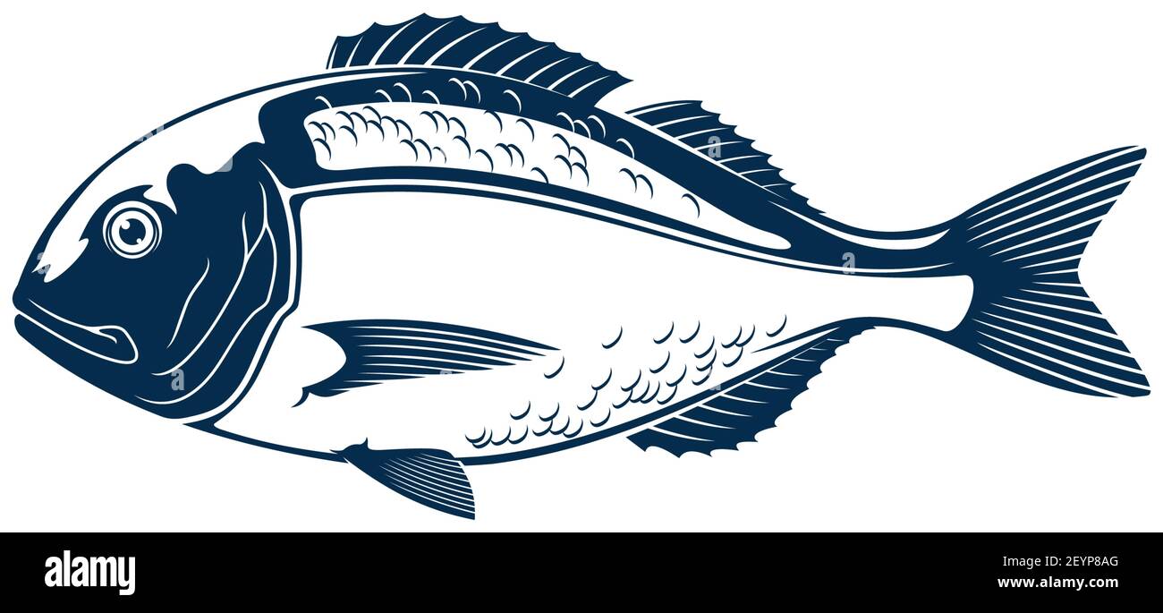Gilthead bream Stock Vector Images - Alamy