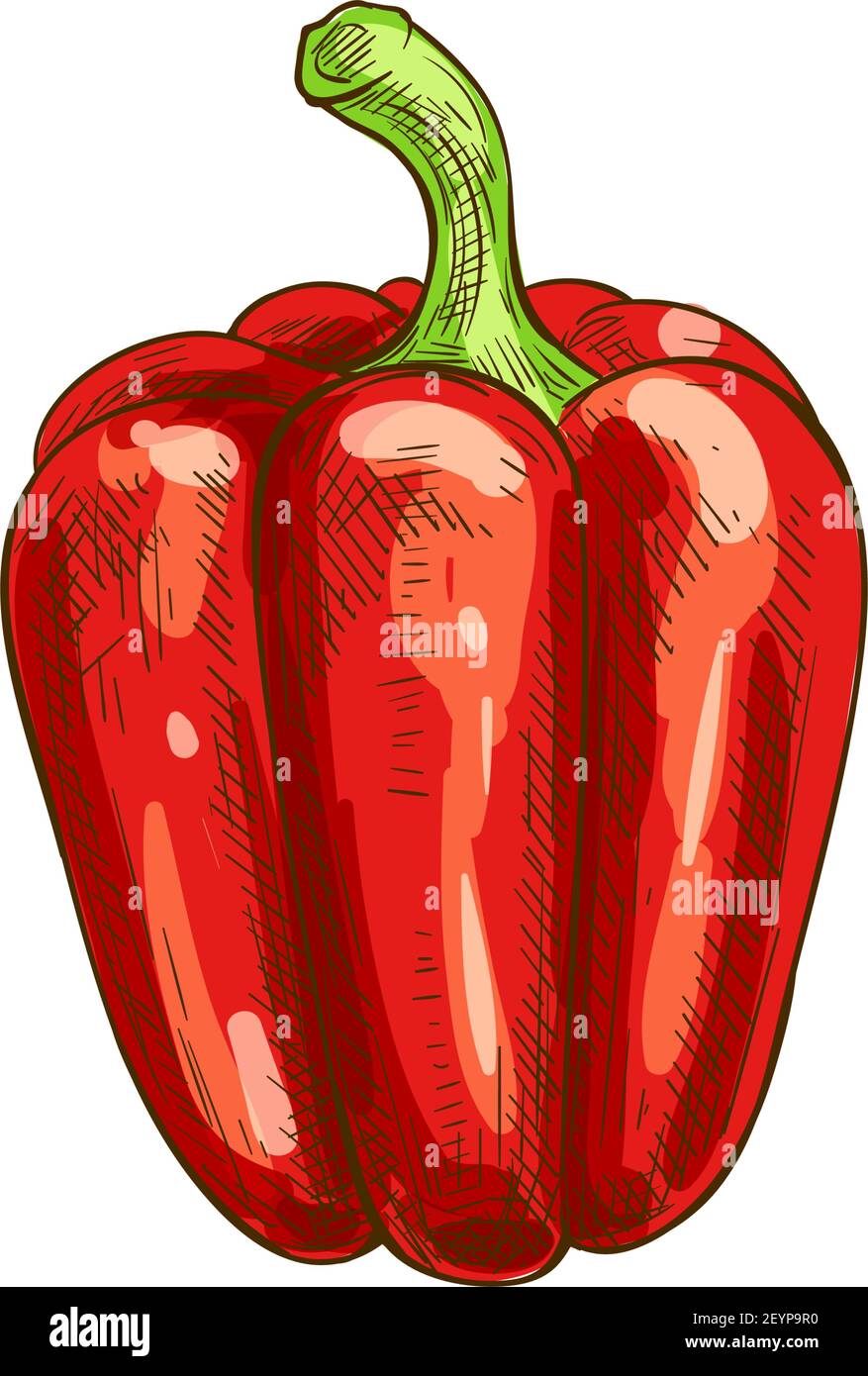 Sweet red capsicum isolated sketch. Vector bulgarian bell pepper, fresh ...