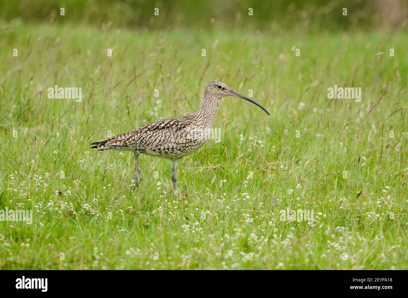 Adult Curlew High Resolution Stock Photography and Images - Alamy