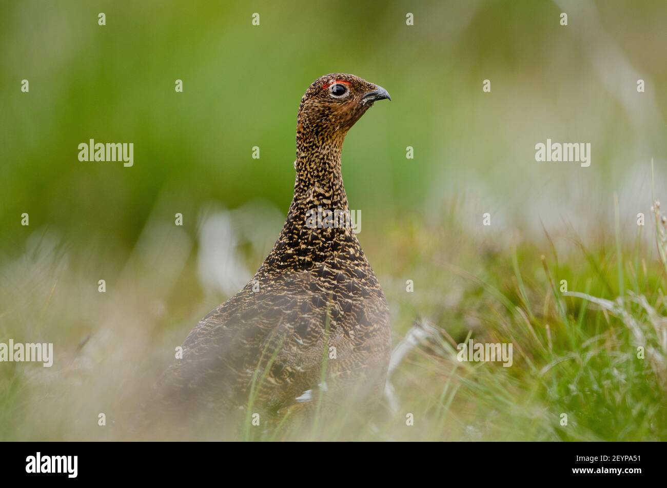 Female red grouse hi-res stock photography and images - Alamy