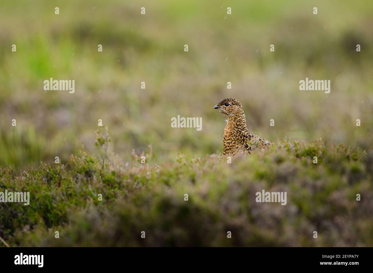 Grouse chick hi-res stock photography and images - Alamy