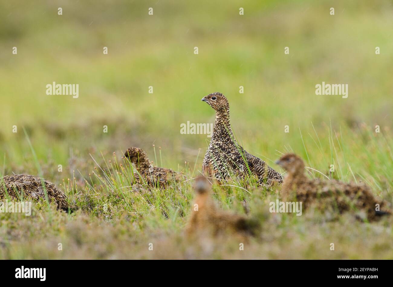 Moorland grouse chicks hi-res stock photography and images - Alamy