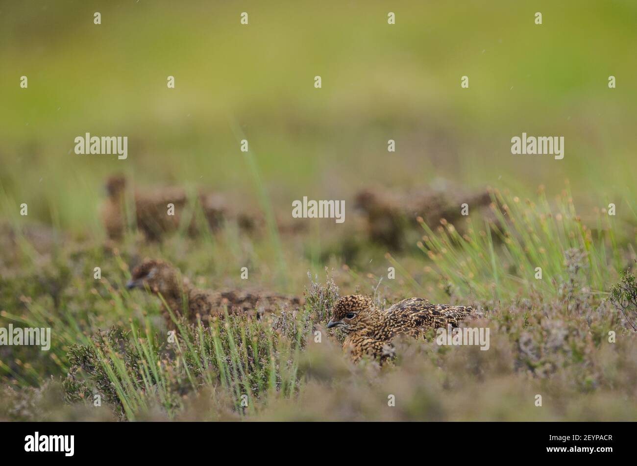 Grouse chicks hi-res stock photography and images - Alamy
