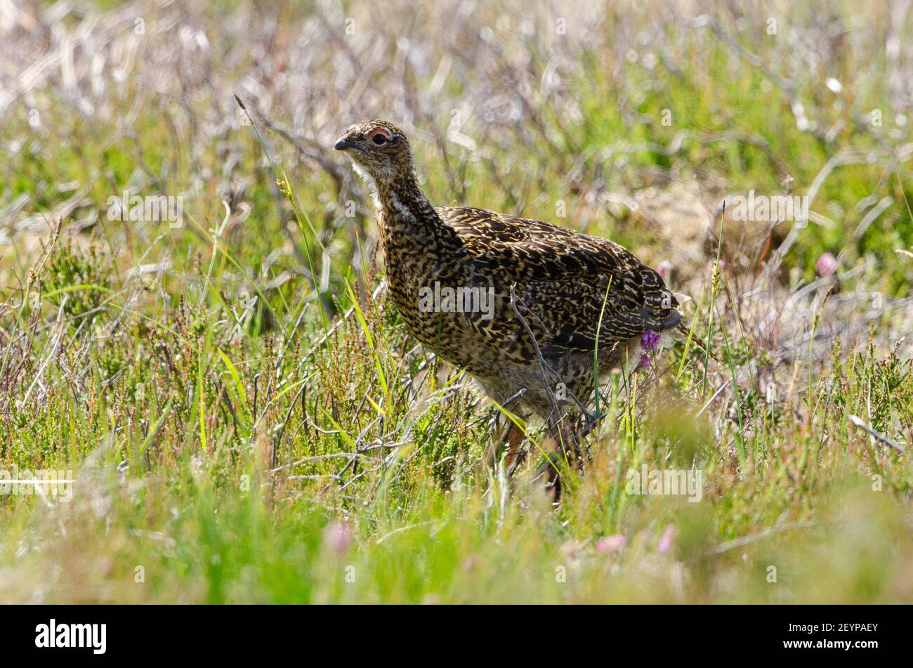Loch indorb red grouse hi-res stock photography and images - Alamy