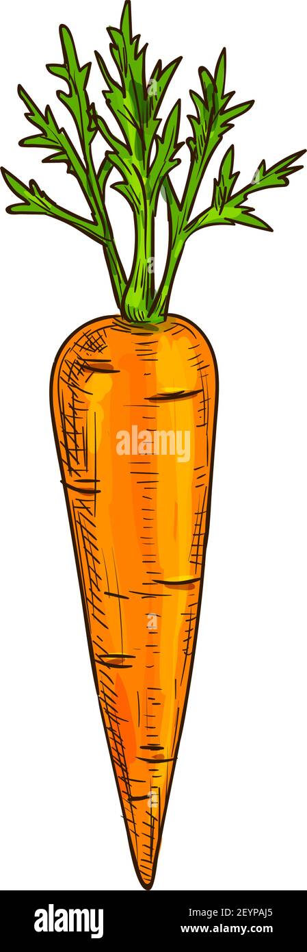 Carrot root with leaves isolated vegetable sketch. Vector vegetarian ...