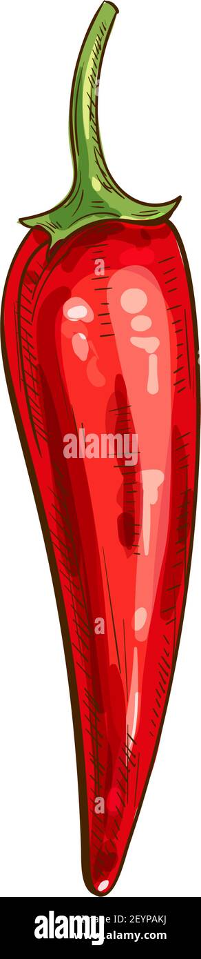 Cayenne long pepper isolated spicy chili sketch. Vector red hot chilli ...