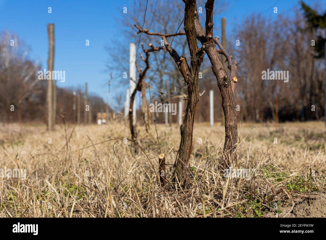 Vine branch in vineyard at the begning of the spring Stock Photo - Alamy