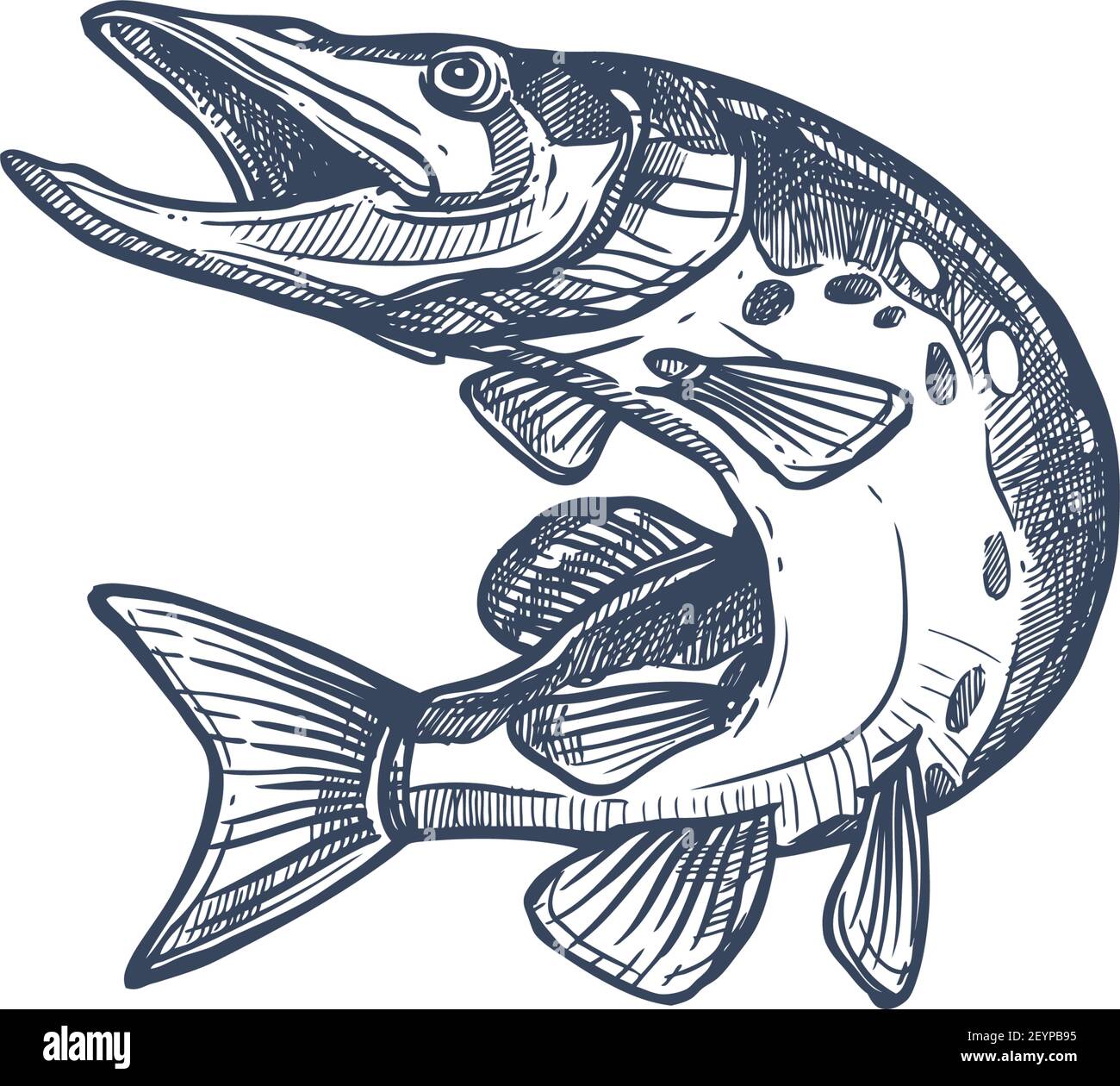 Whitefish vector vectors hi-res stock photography and images - Alamy