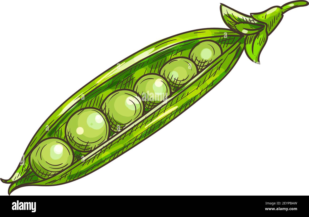 Peas seeds in green pods isolated legumes sketch. Vector beans and ...