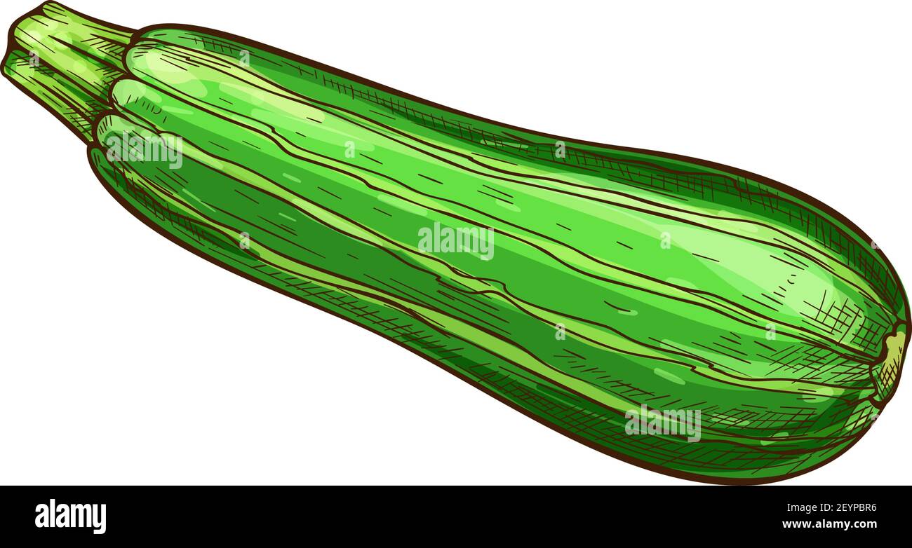 Green zucchini vegetable isolated sketch. Vector vegetarian food ...