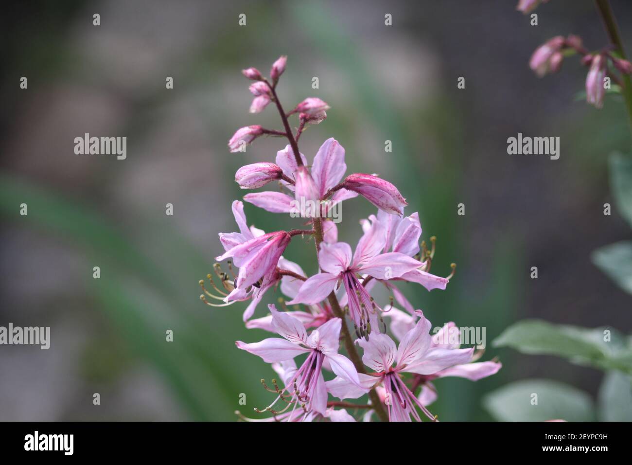 Burning bush Moses, dictamnus albus, seed capsule, blossom burning bush ...