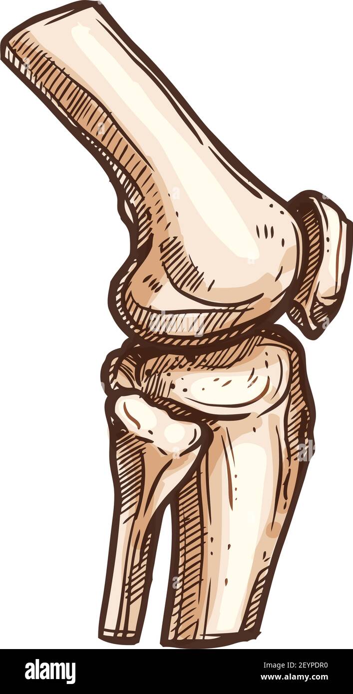 Knee or elbow bones joint isolated human skeleton sketch. Vector ...