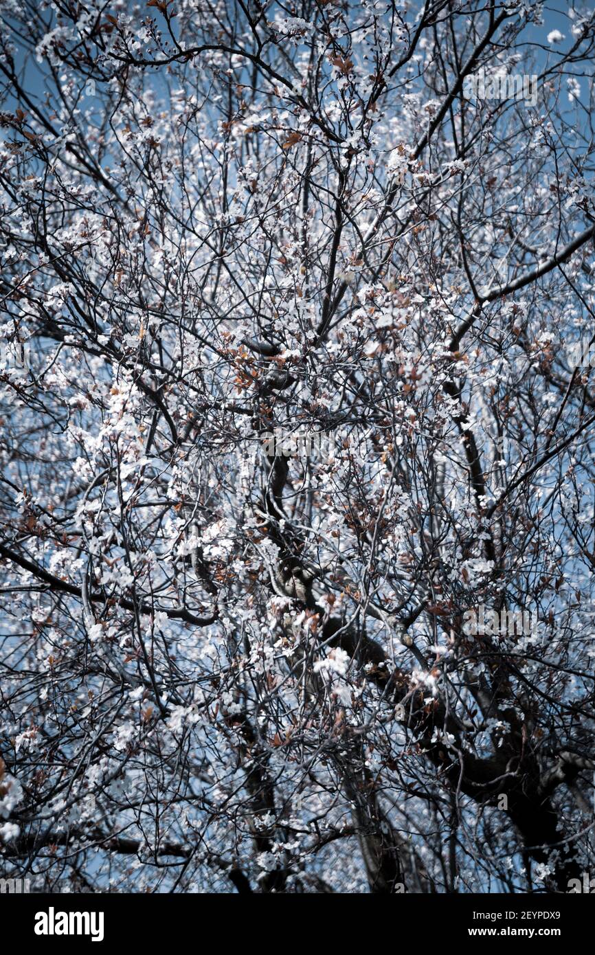 A full frame colour photograph of a cherry tree in bloom Stock Photo ...