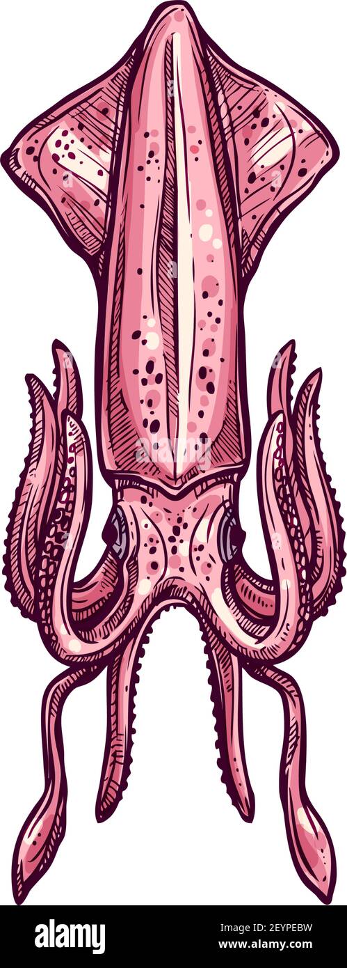 Hooked squid Stock Vector Images - Alamy