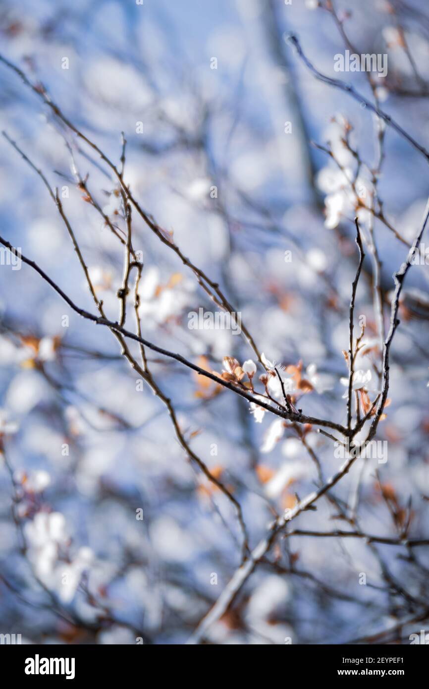 Branches of cherry tree hi-res stock photography and images - Alamy