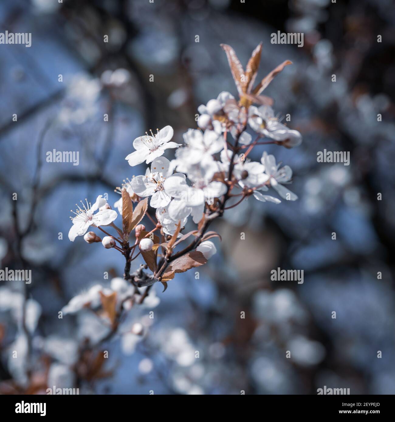 Close up shot of a cherry blossom branch in bloom with strong vignette ...