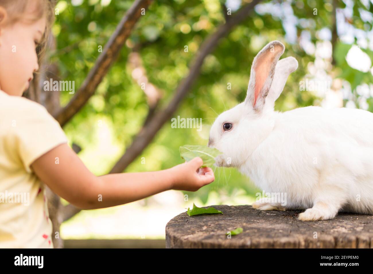 Small children feed a large white rabbit sitting on a tree stump in the ...