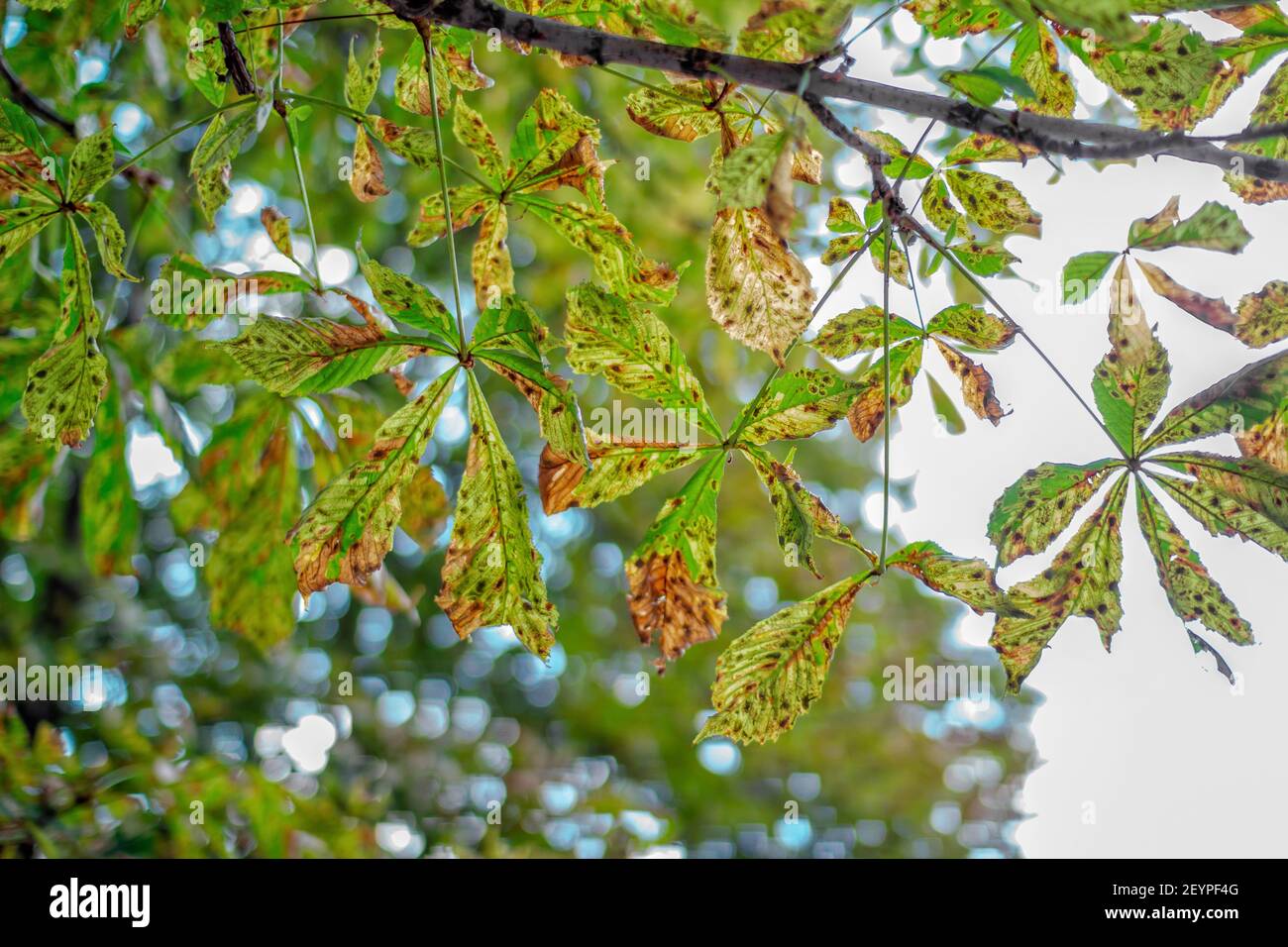 Close up chestnut tree leaves, damaged by leaf- mining moth - horse ...