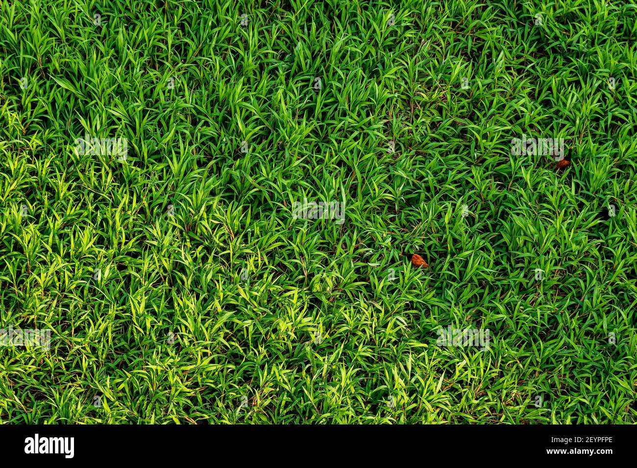 A top view of wet green grass - copy space, perfect for background ...