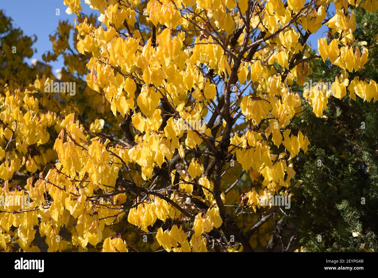Orange and yellow tree hi-res stock photography and images - Alamy