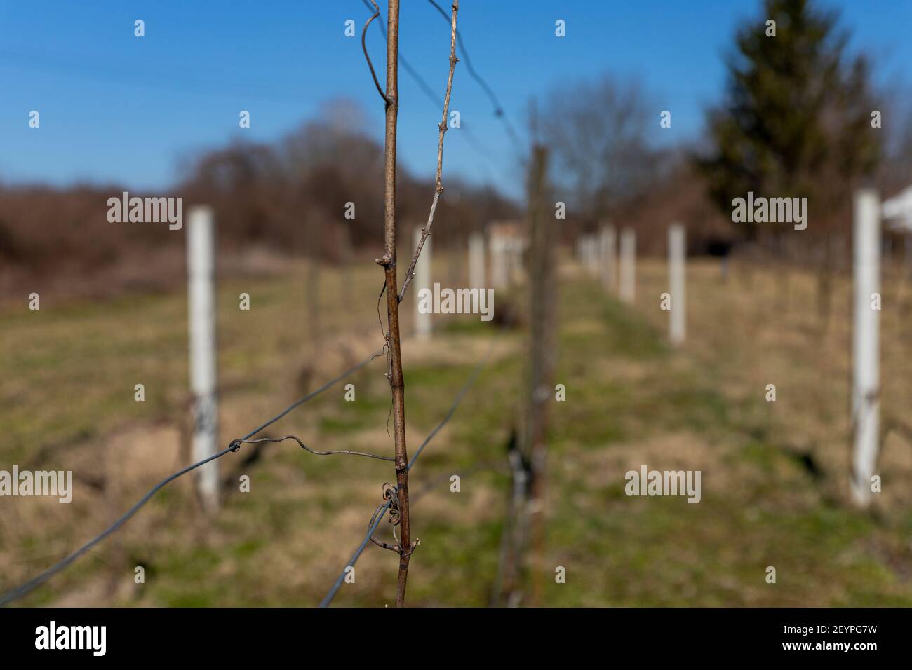 Young vine in Vineyard at the begning of the spring Stock Photo - Alamy