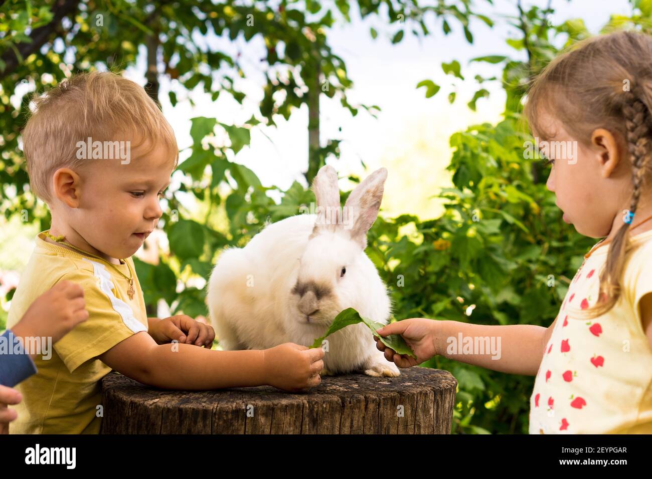 On the feed in a meadow in the garden hi-res stock photography and ...