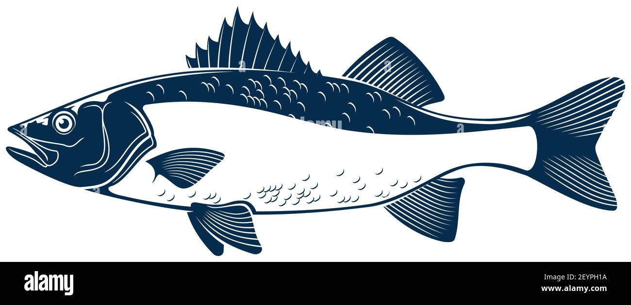 Sea brass isolated common fish of family Serranidae. Vector barred sand ...