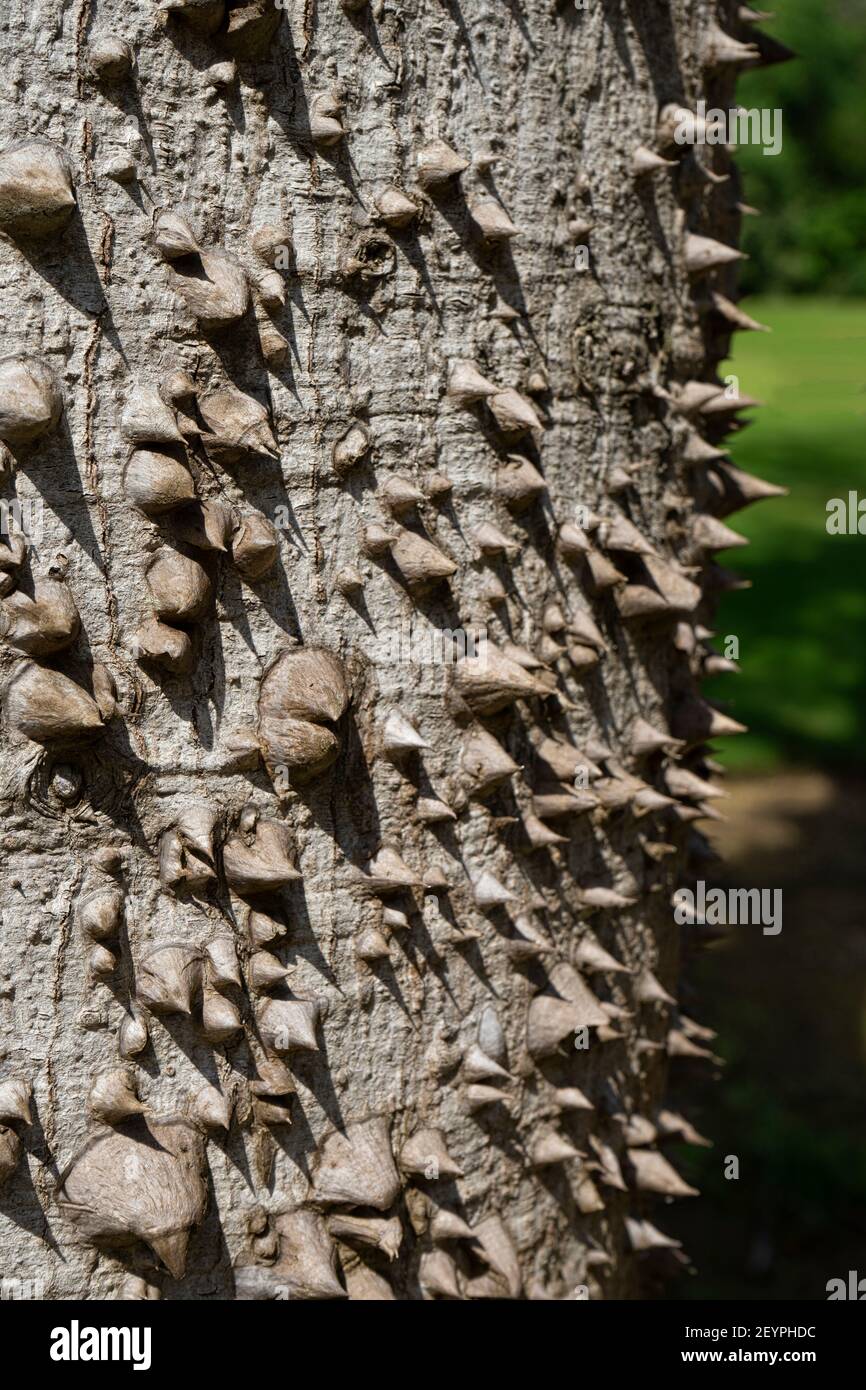 Red silk cotton tree hi-res stock photography and images - Alamy