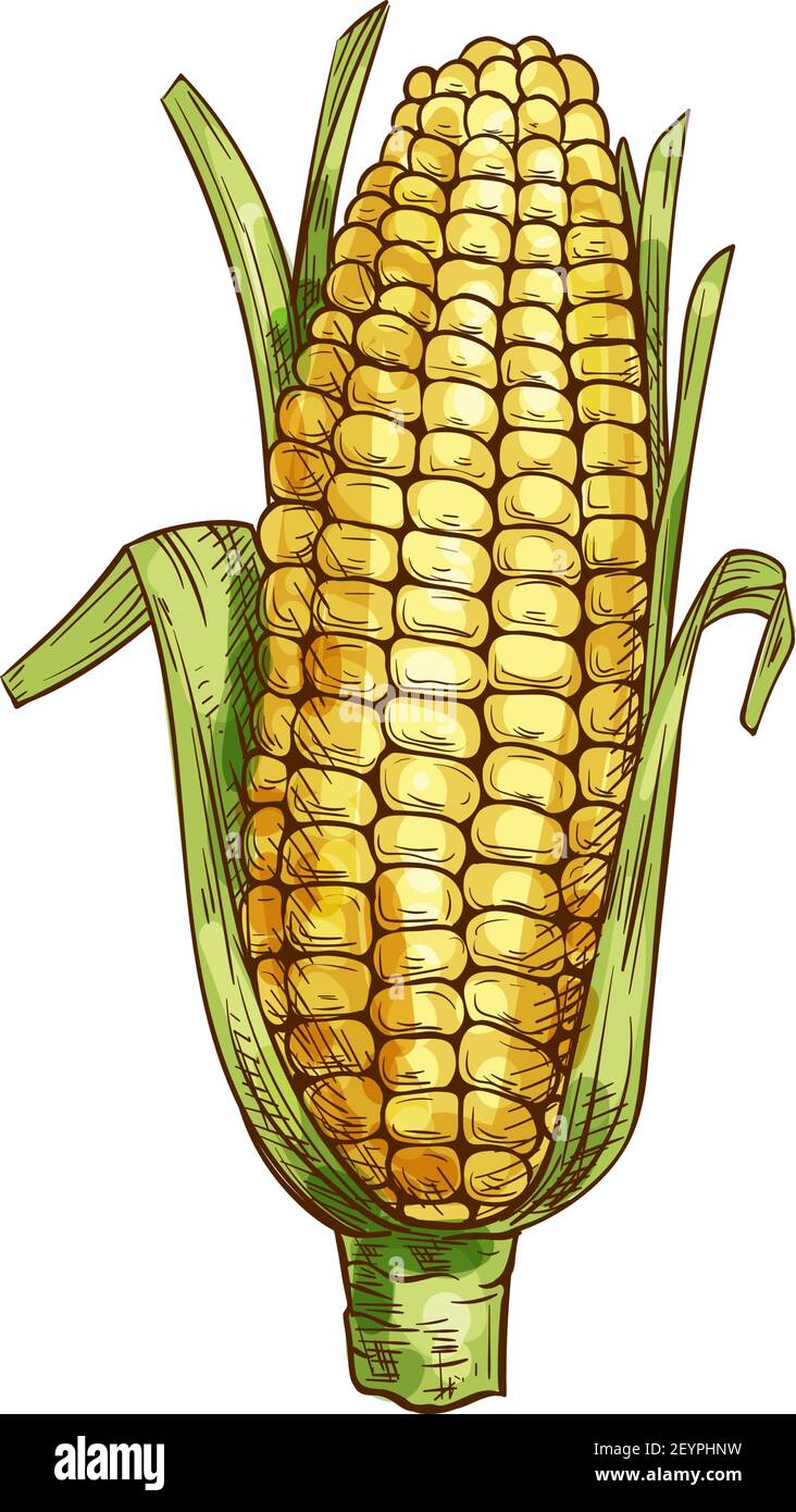 Maize cereal grain vector isolated corn cob sketch. Vector sweetcorn ...