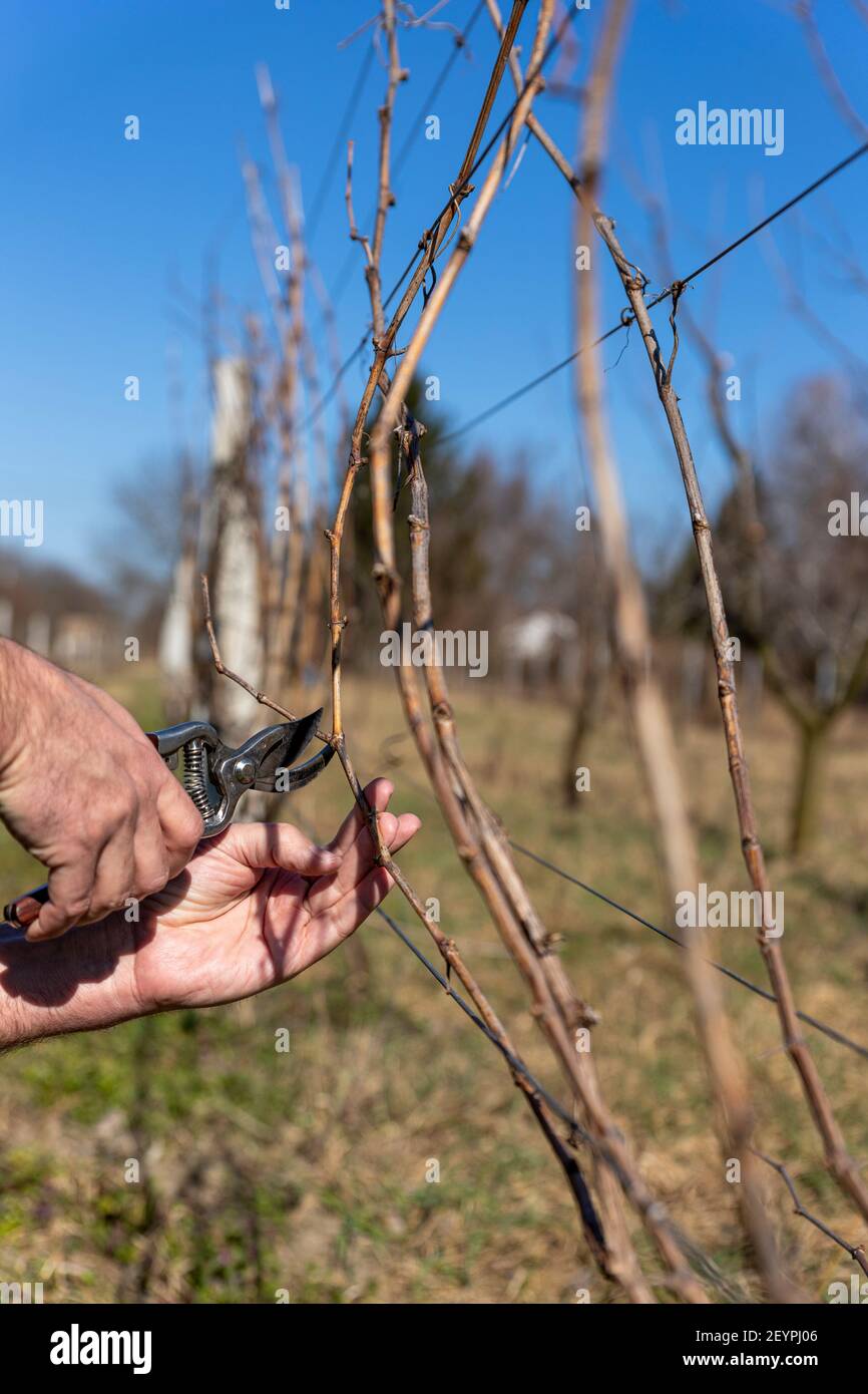 Vine grower hand. Pruning the vineyard with professional steel scissors ...