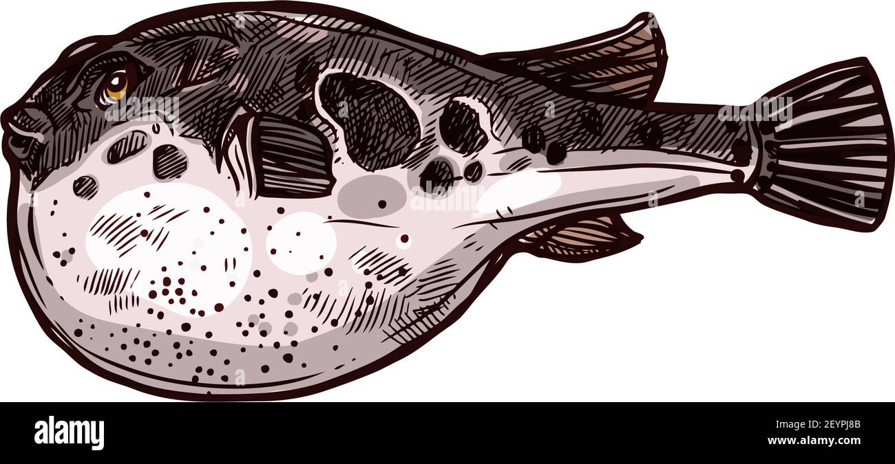 Fugu Fish Drawing