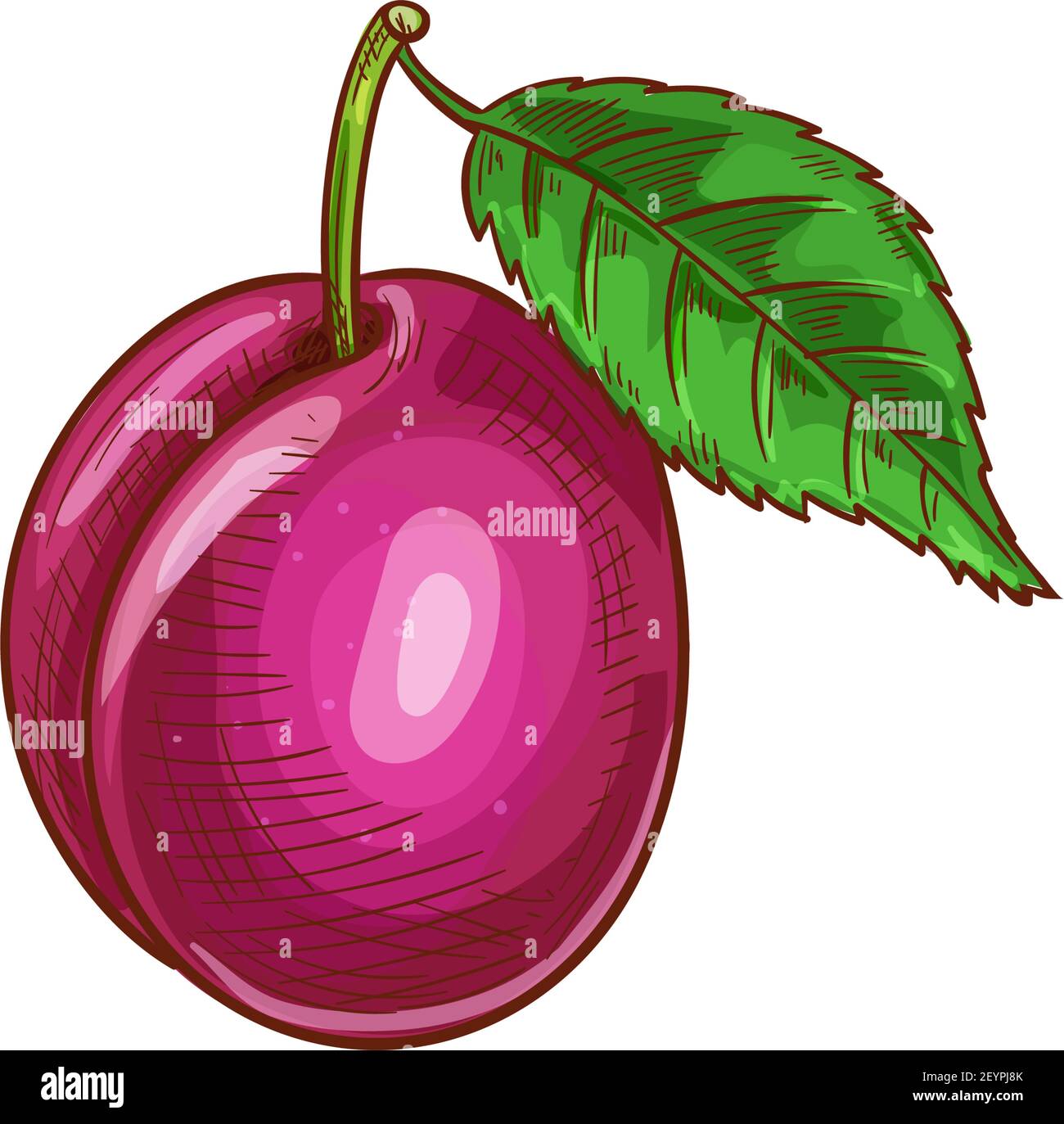 Red plum Stock Vector Images - Alamy