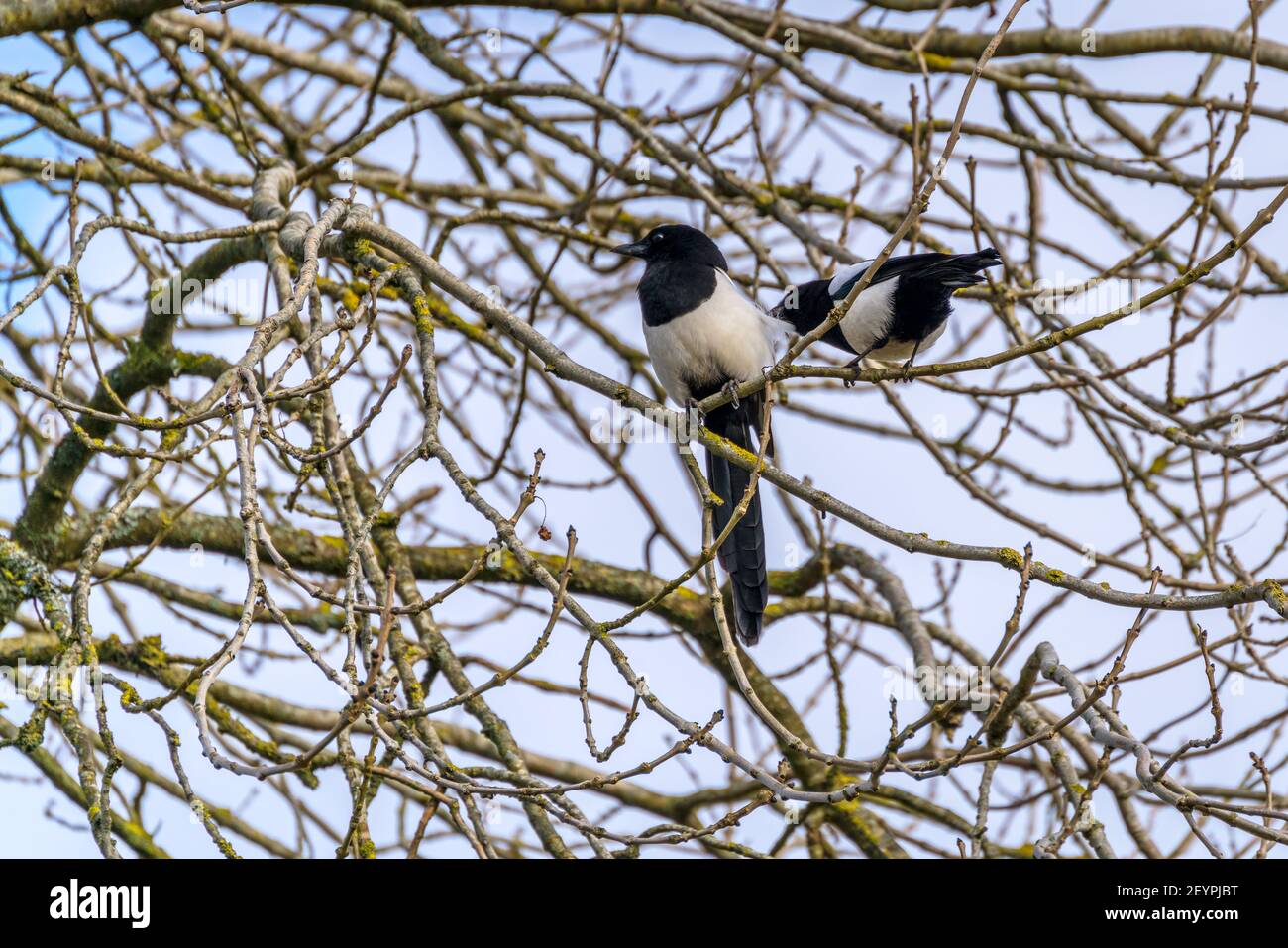 Eurasian magpies in nature hi-res stock photography and images - Alamy