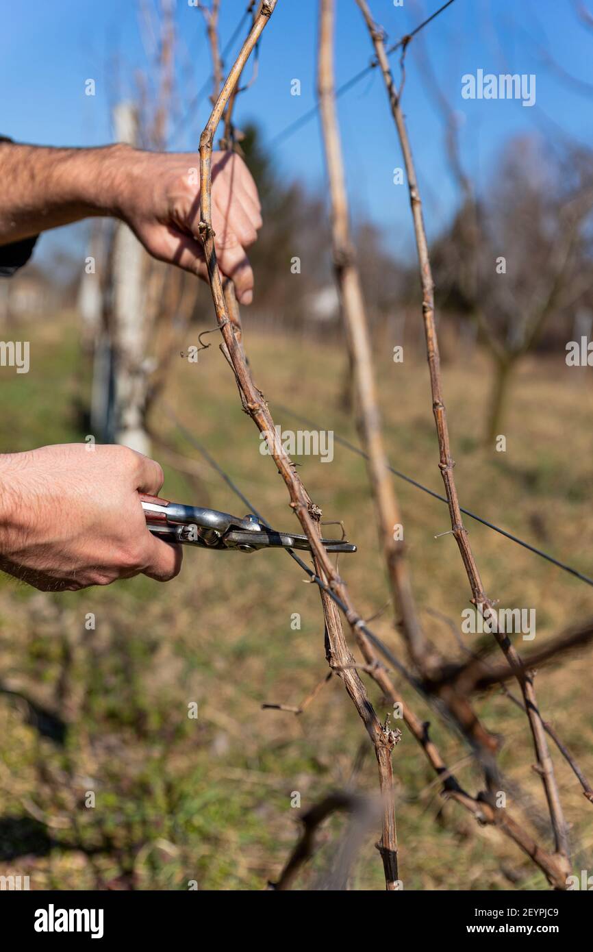 Vine grower hand. Pruning the vineyard with professional steel scissors ...