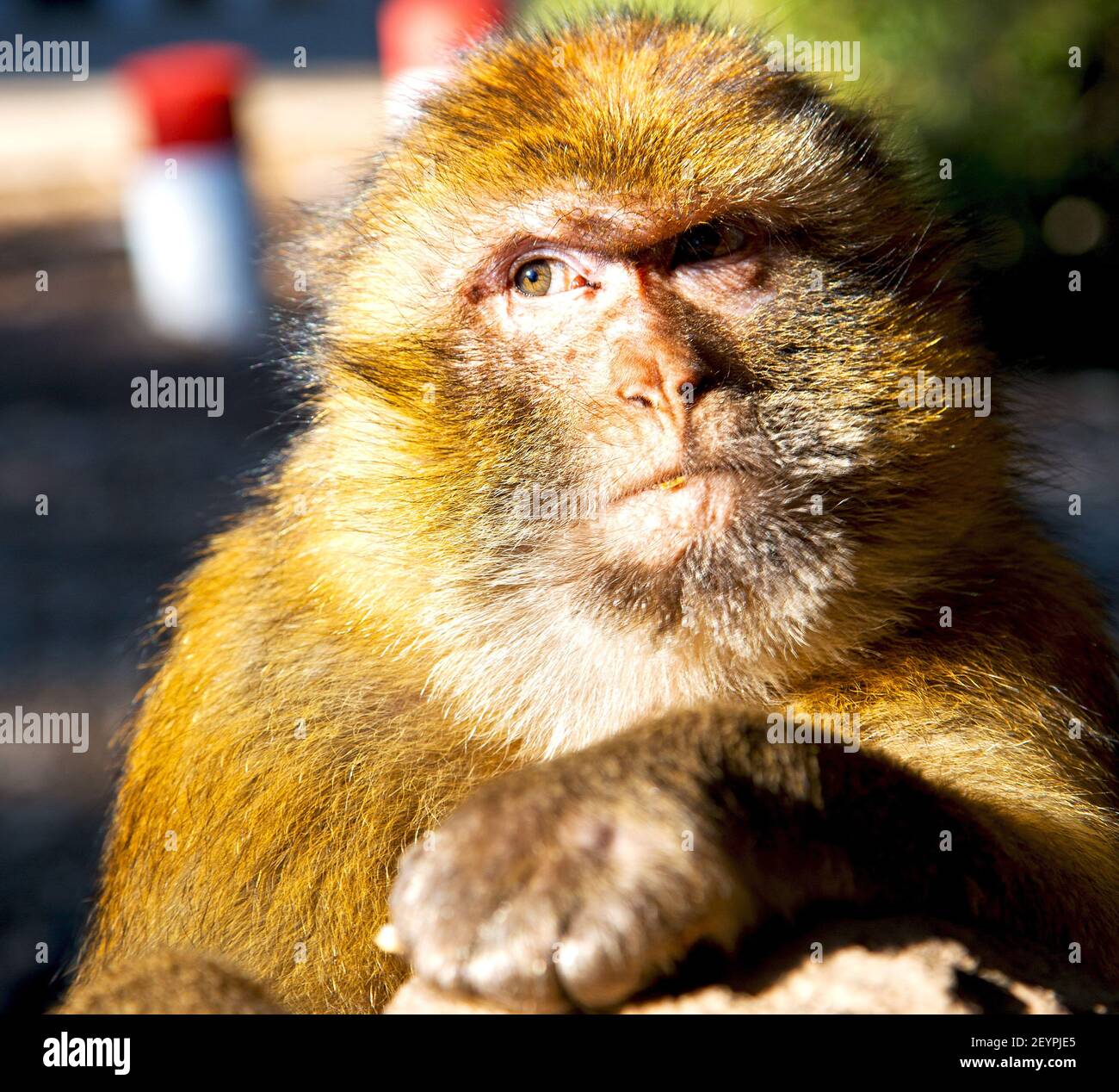 Old monkey in africa morocco and natural background fauna close up ...