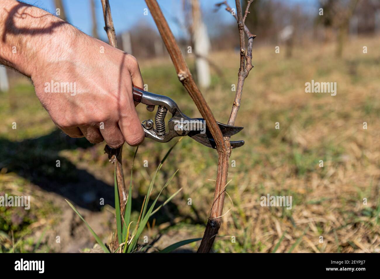 Vine grower hand. Pruning the vineyard with professional steel scissors ...