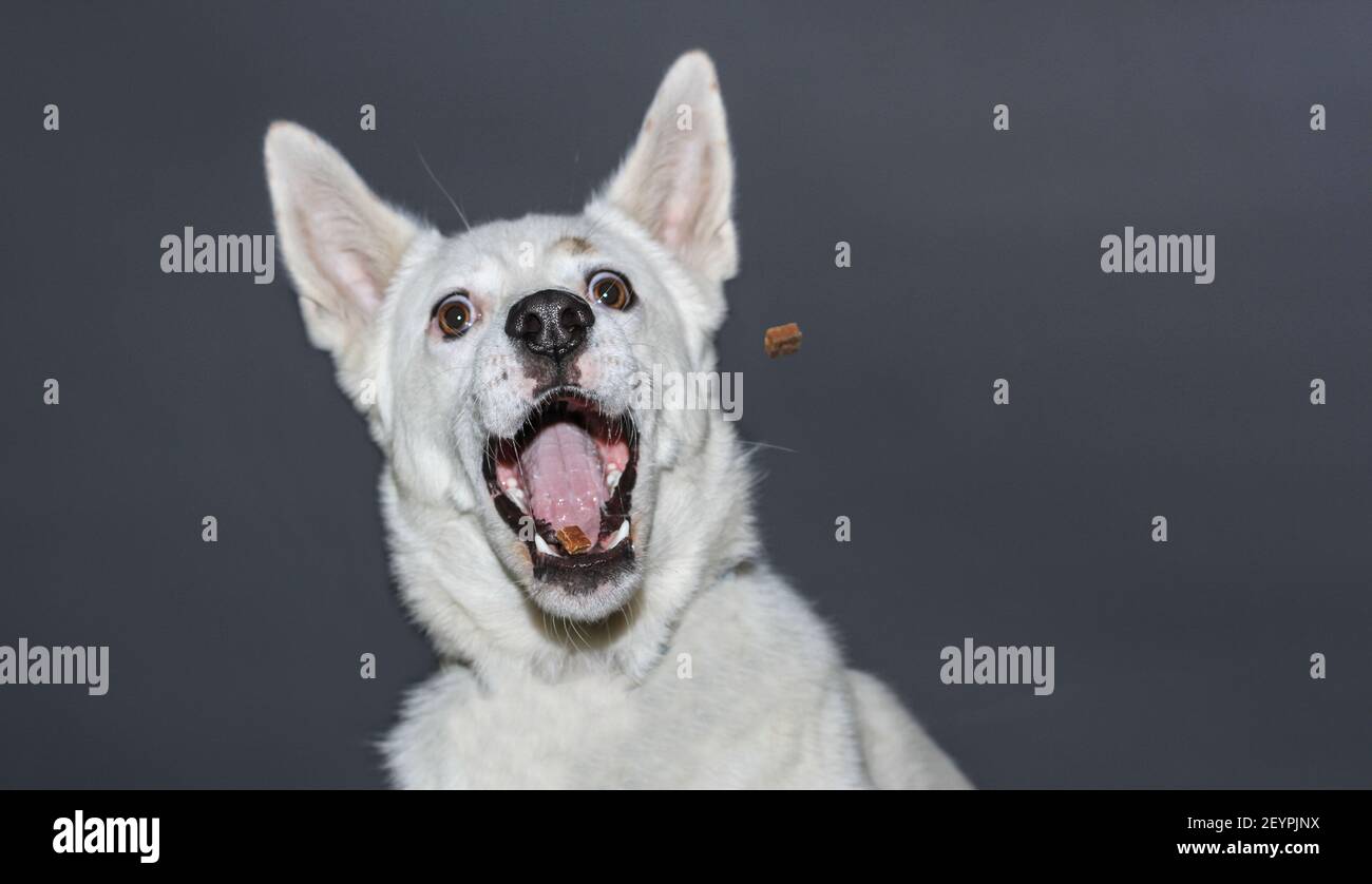 Dog Catches cookies in motion Stock Photo - Alamy
