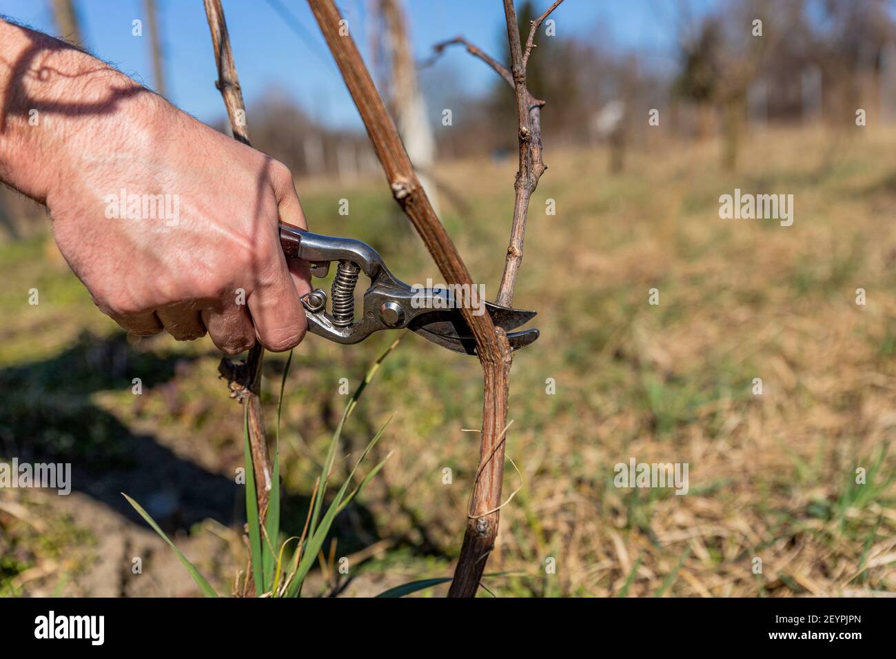 Vine grower hand. Pruning the vineyard with professional steel scissors ...