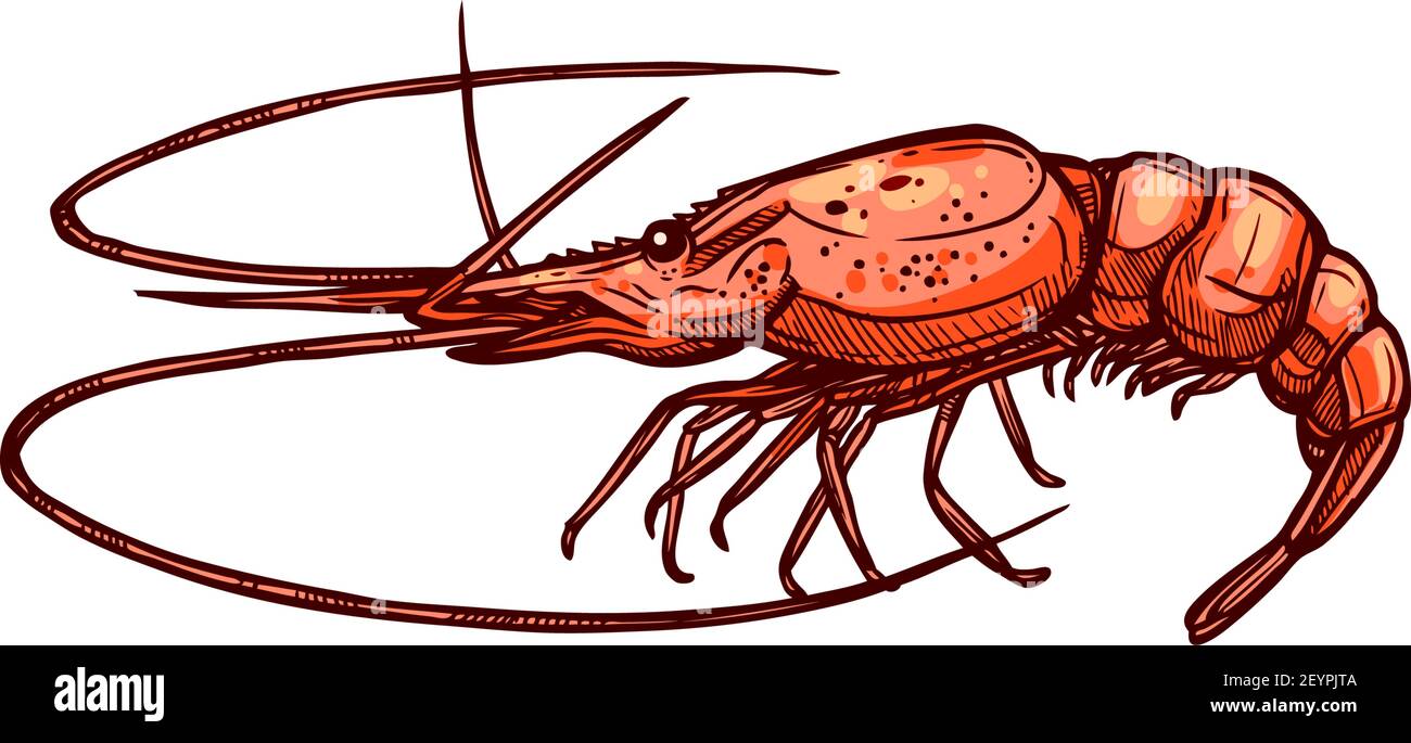 Black white drawing tiger prawn Stock Vector Images - Alamy