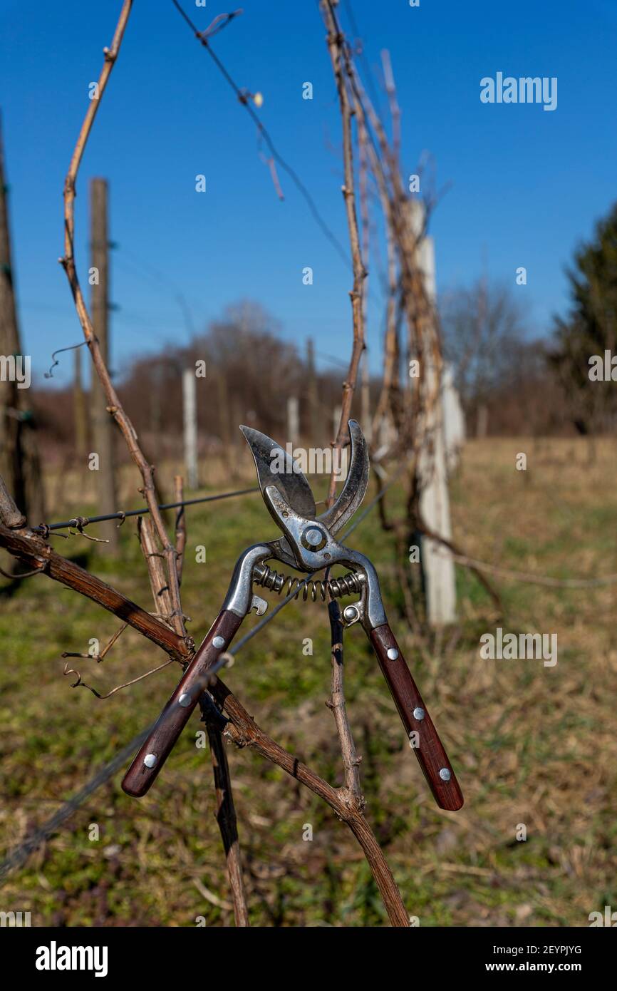 Vine scissors hanging on the wire in the vineyard. Harvesting and ...