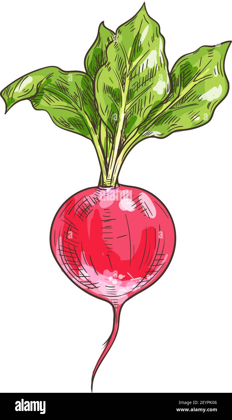 Root radish vegetable with green leaves isolated. Vector vegetarian ...