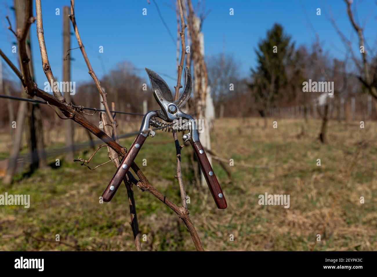 Vine scissors hanging on the wire in the vineyard. Harvesting and ...