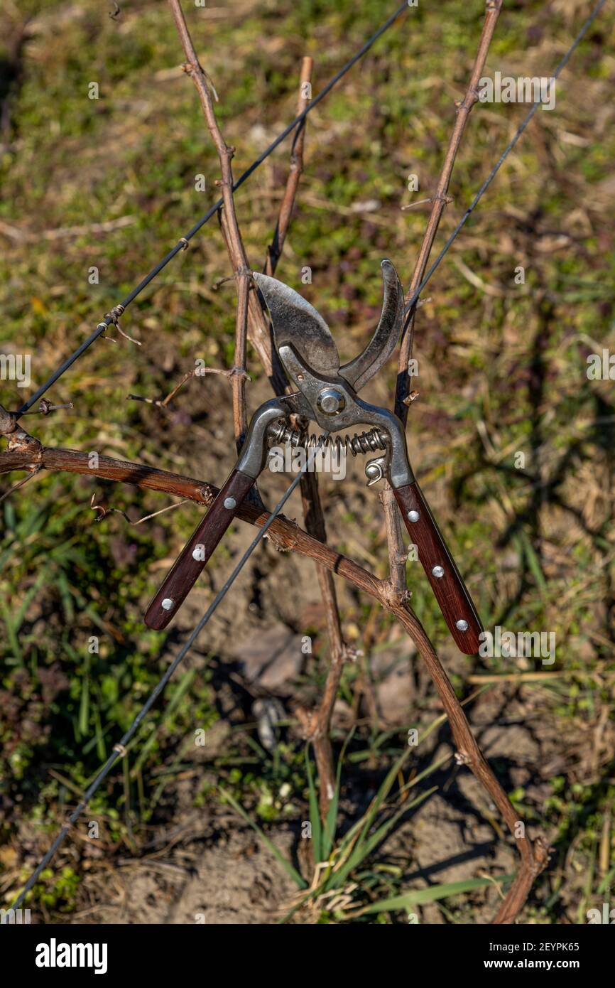 Vine scissors hanging on the wire in the vineyard. Harvesting and ...