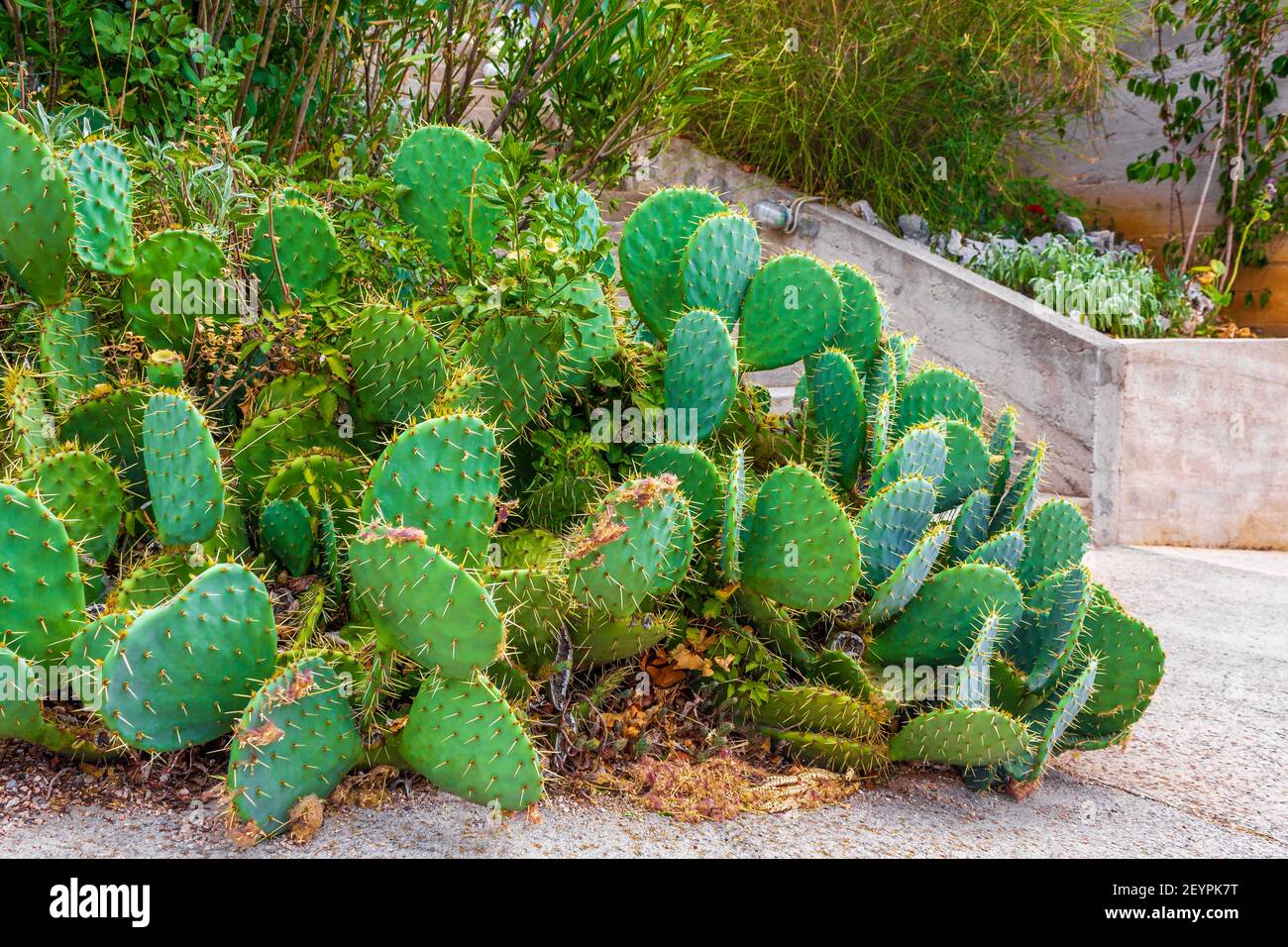 Green beautiful cactus plant with large spines in Novi Vinodolski ...