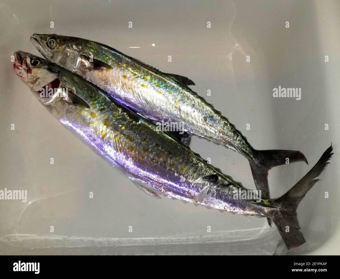 Two Spanish Mackerel inside a white sink Stock Photo - Alamy