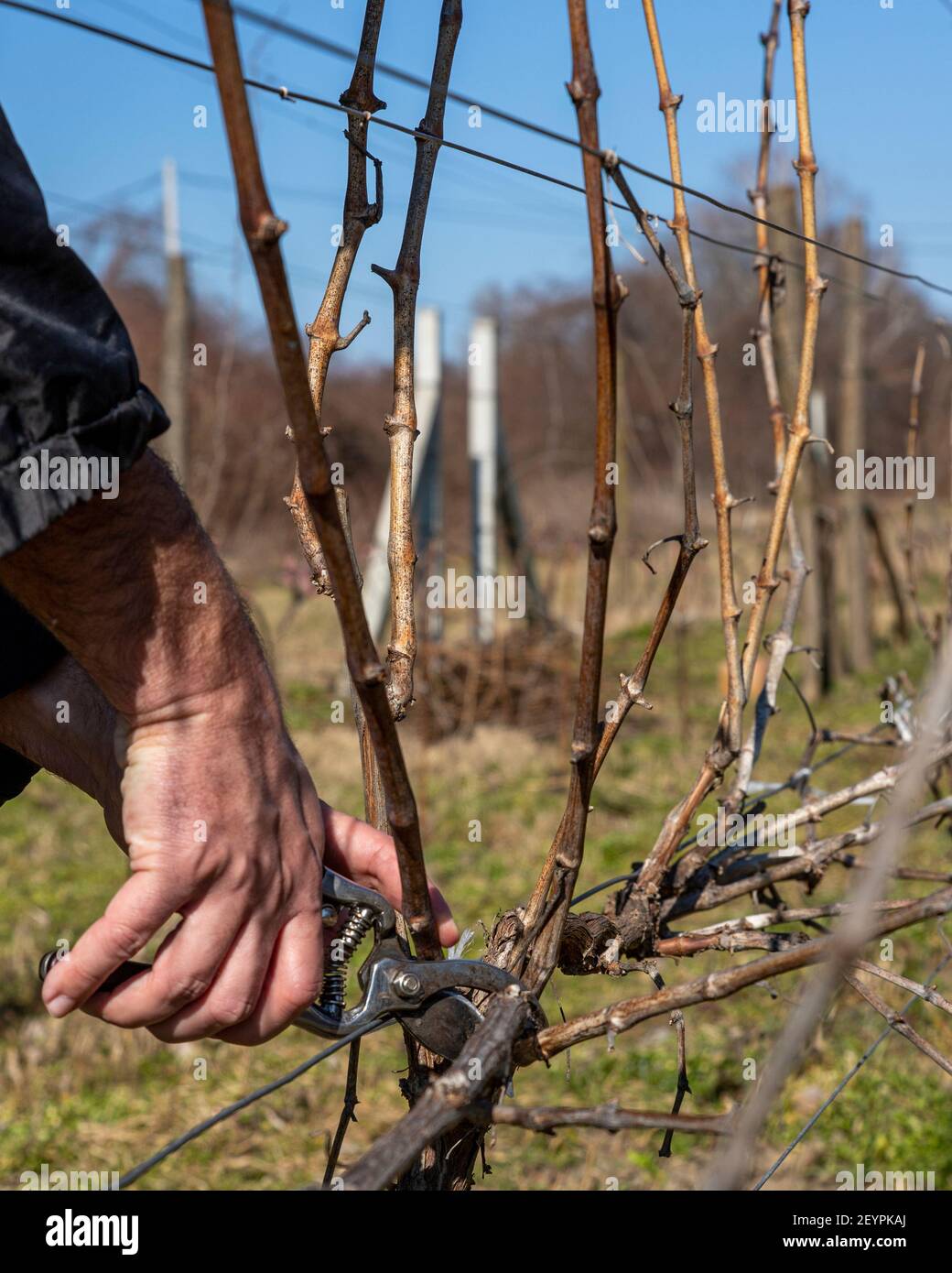 Vine grower hand. Pruning the vineyard with professional steel scissors ...