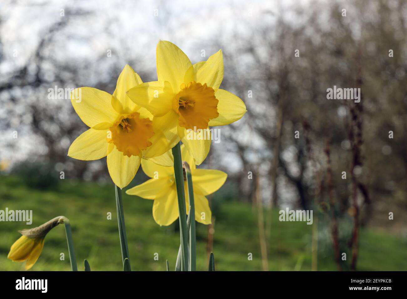 Bright yellow Daffodils to welcome in the Springtime. Devonport Park in ...