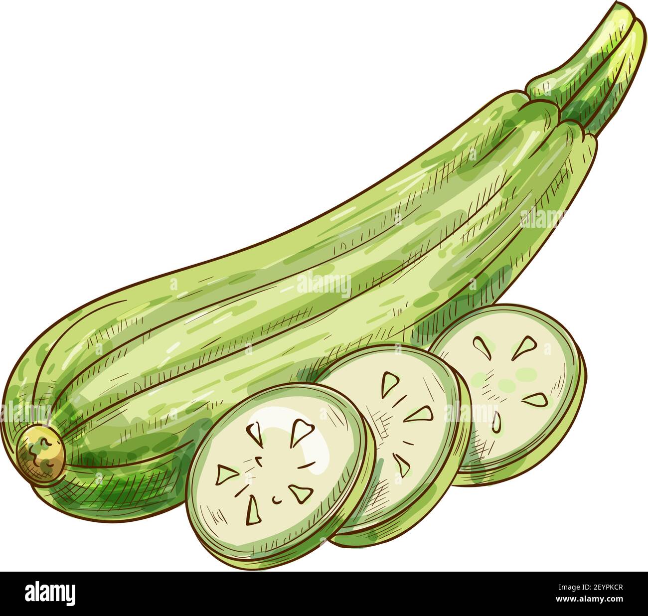 Zucchini Drawing