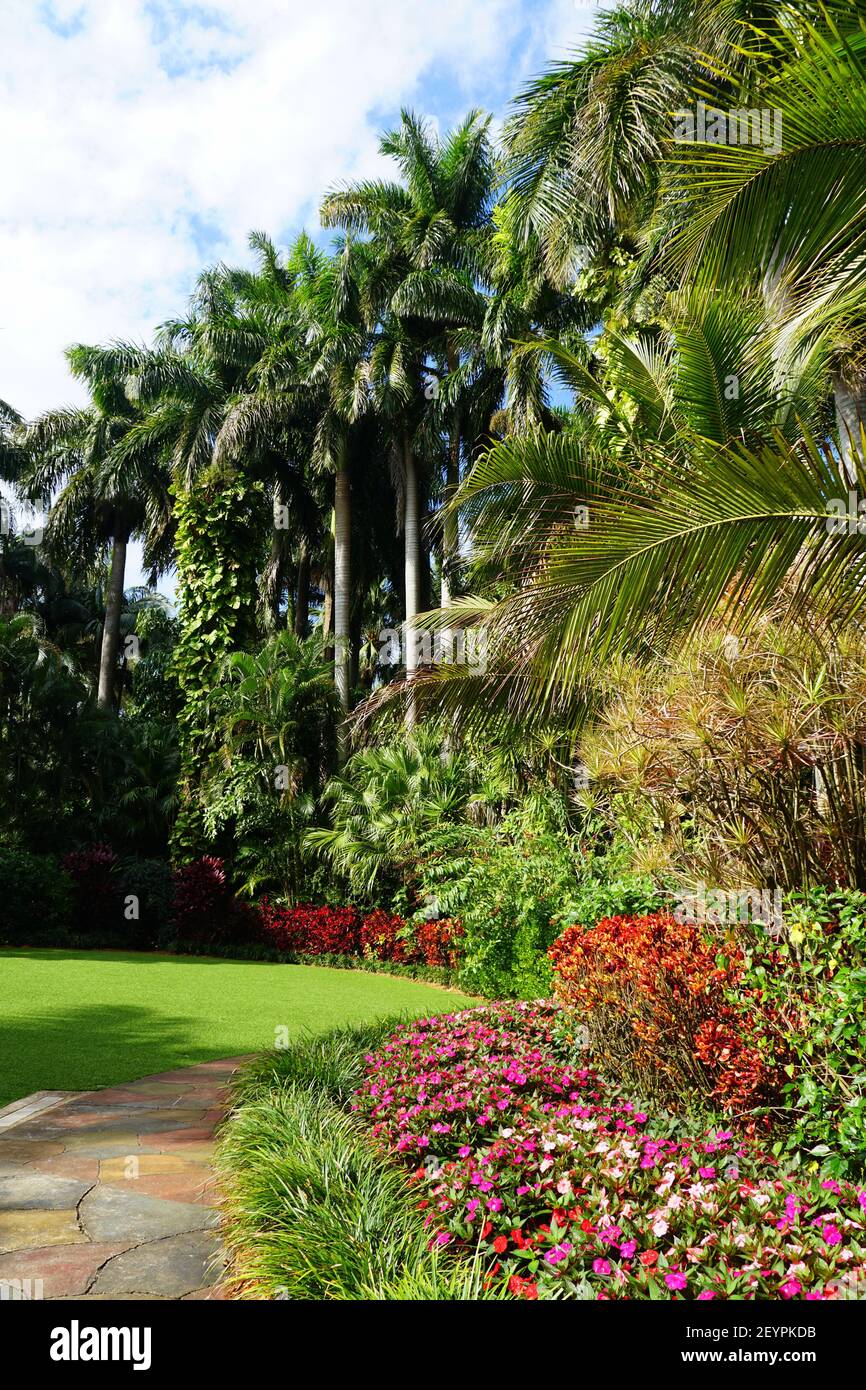 Variety of tropical trees hi-res stock photography and images - Alamy