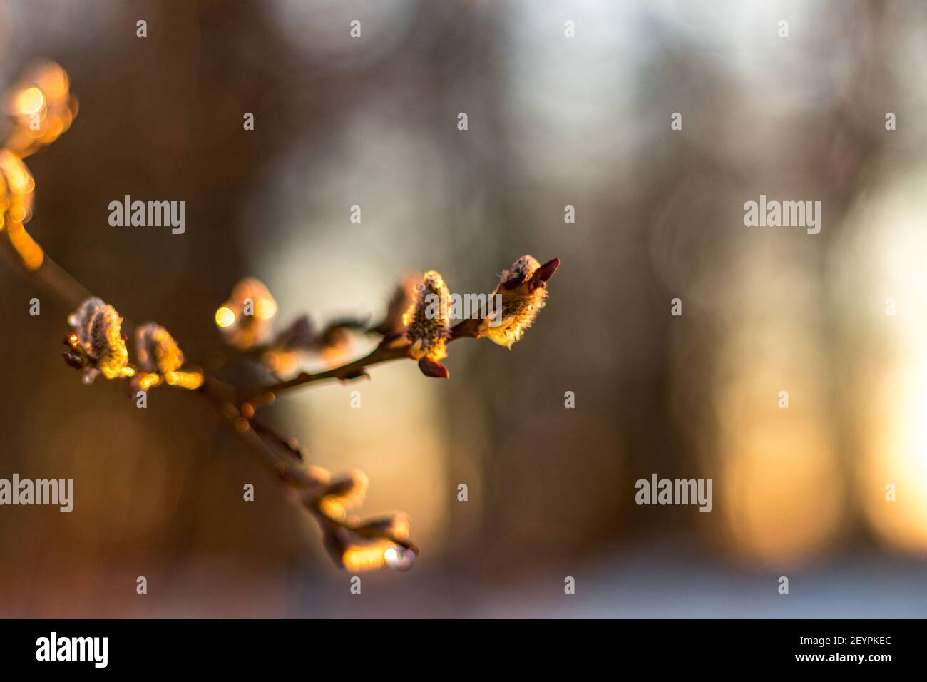 Spring catkin branch with shiny waterdrops. Wild, untouched nature ...